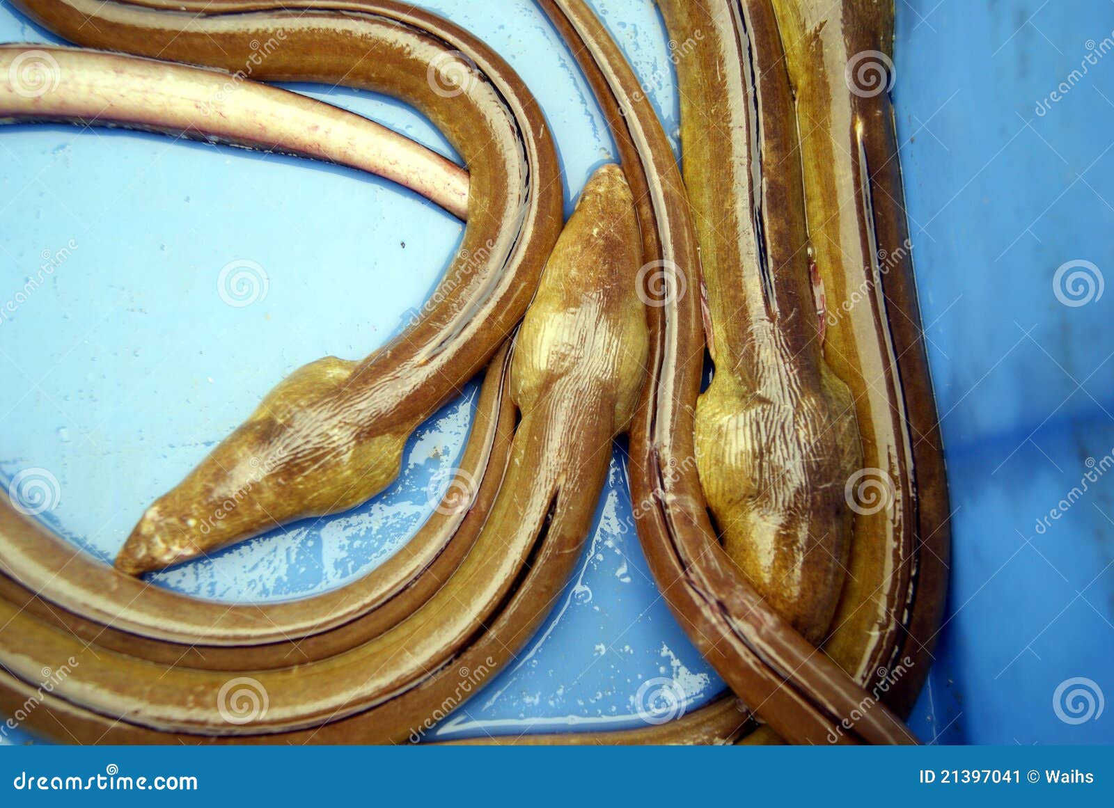 Eels stock image. Image of seafood, cooking, biological - 21397041