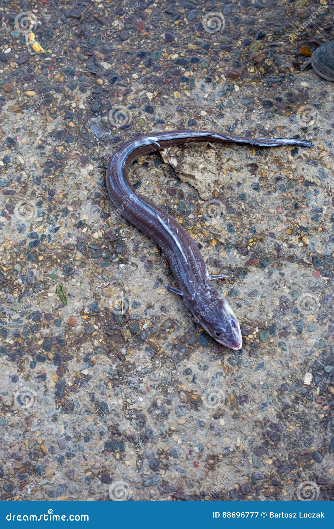 Eels stock image. Image of atlantic, ingredient, cuisine - 88696777