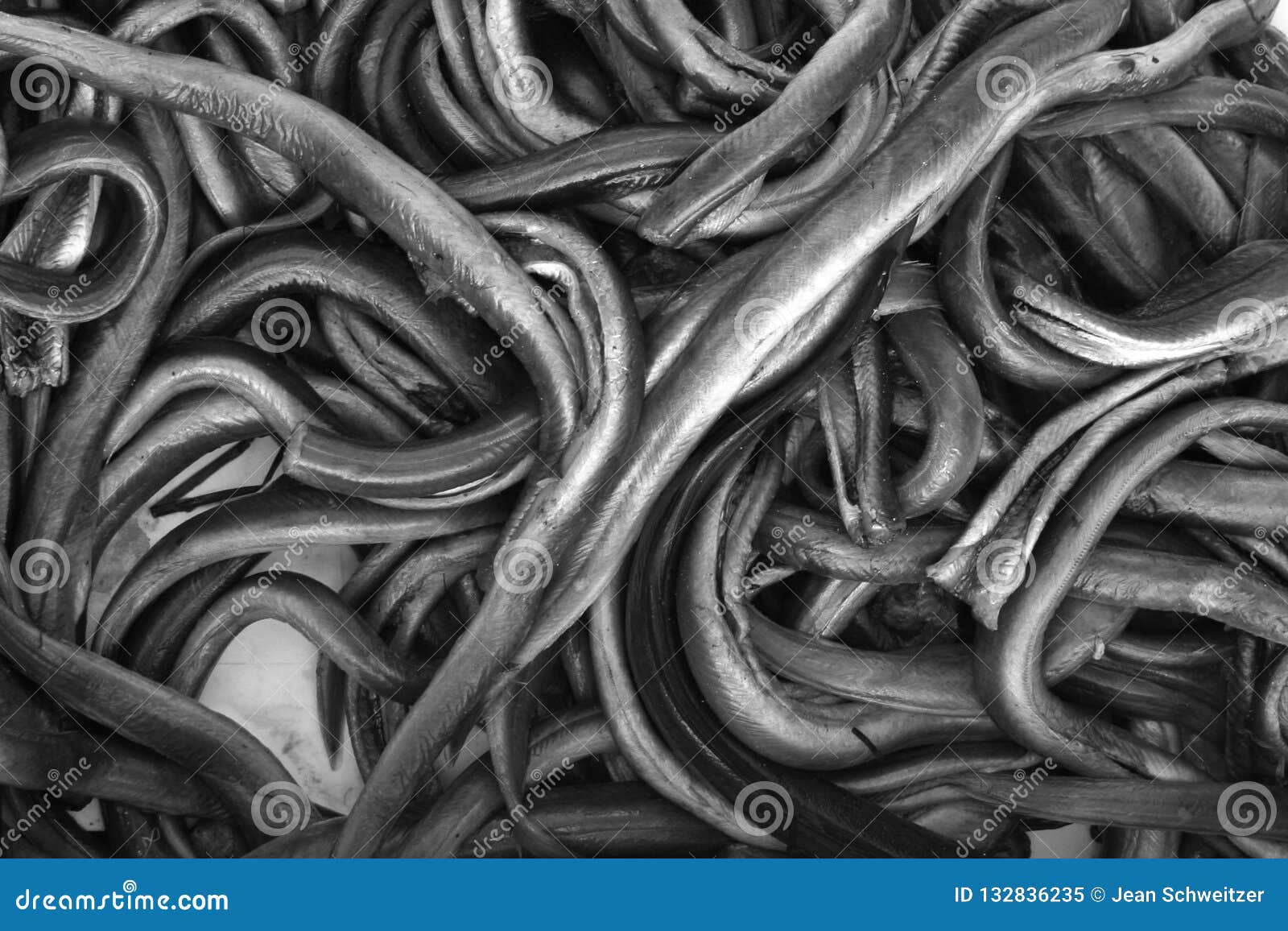 Eels stock image. Image of animals, scandinavia, nature - 132836235
