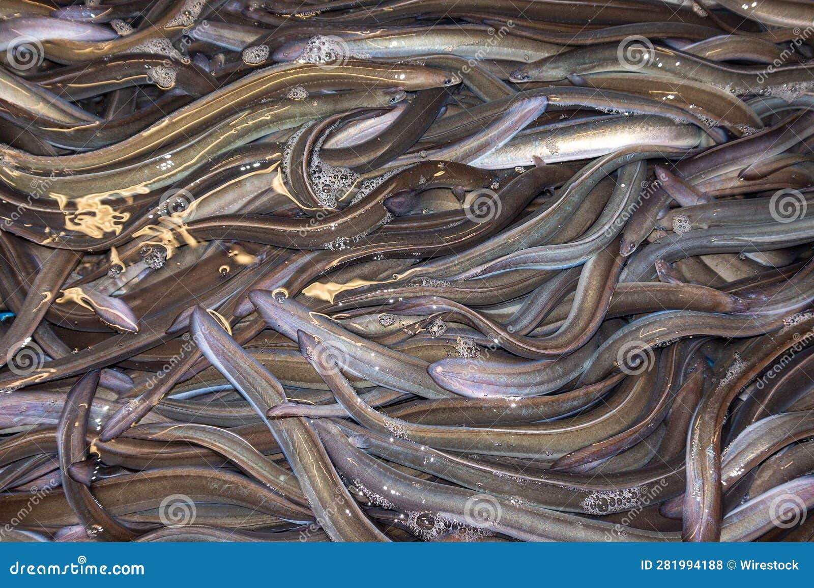 Eels Swimming in a Pool of a Fish Farm. Stock Photo - Image of serenity ...