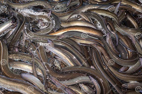 Eels Swimming in a Pool of a Fish Farm. Stock Image - Image of fish ...