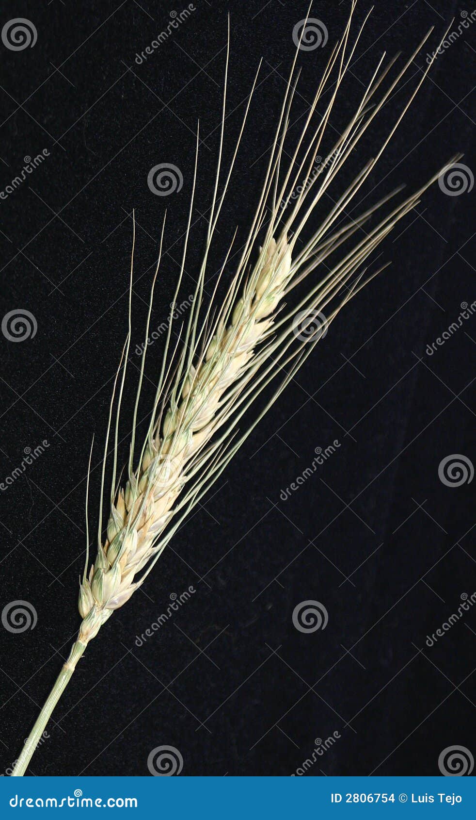 Een aar van tarwe stock foto. Image of korrels, gebied - 2806754