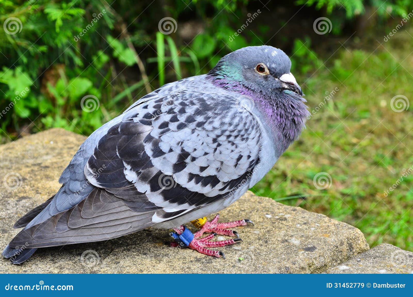 Een Automatisch Besturende Postduif, Columbidae Stock Afbeelding ...