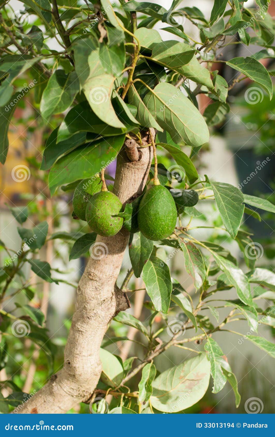 Een avocadoboom stock foto. Image of boom, gesloten, voedsel - 33013194