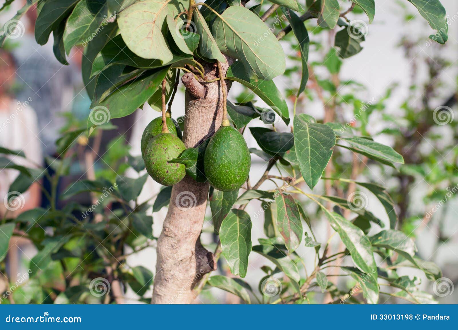 Een avocadoboom stock foto. Image of gesloten, voedsel - 33013198