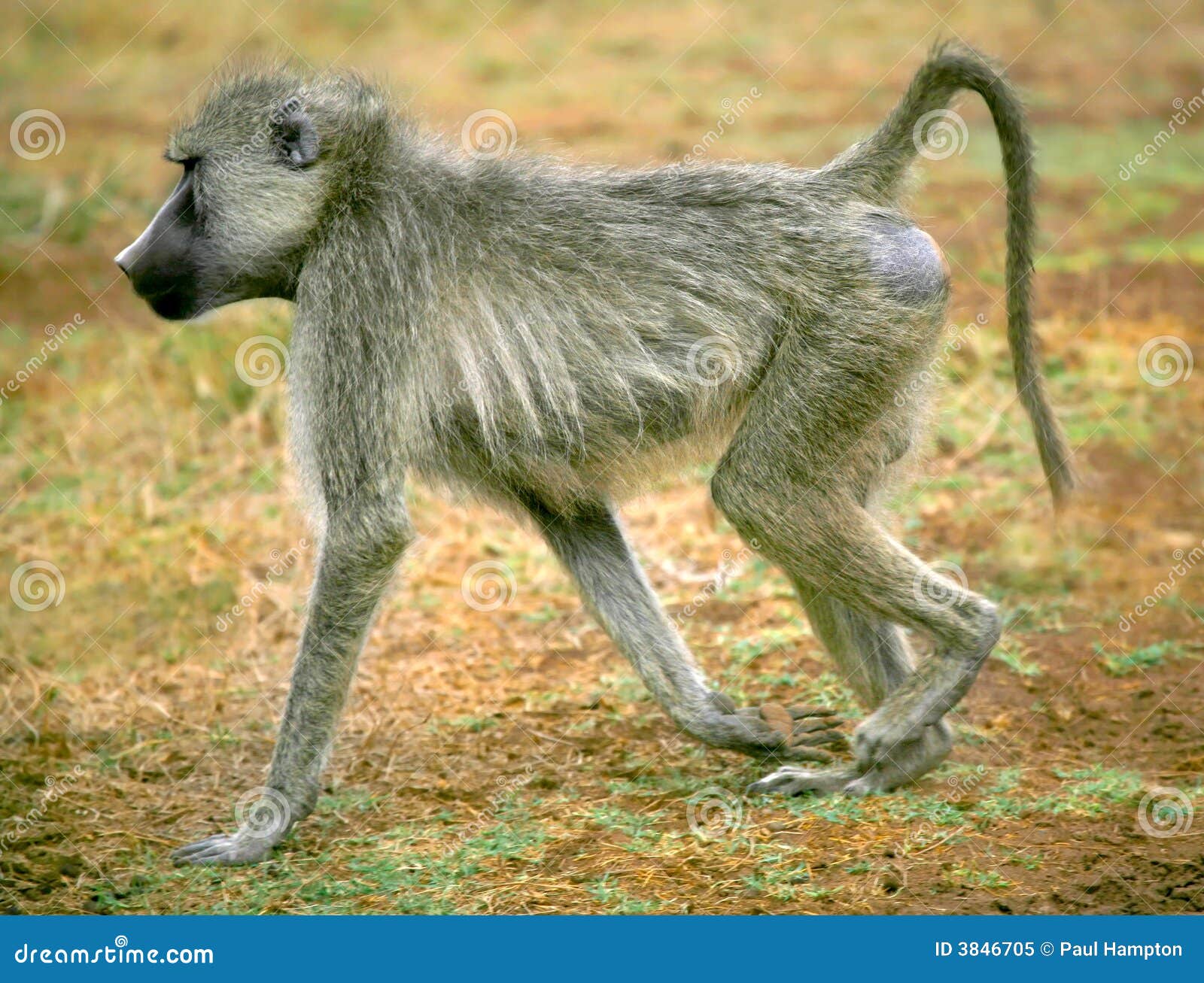 Een baviaan stock illustratie. Illustration of primaat - 3846705