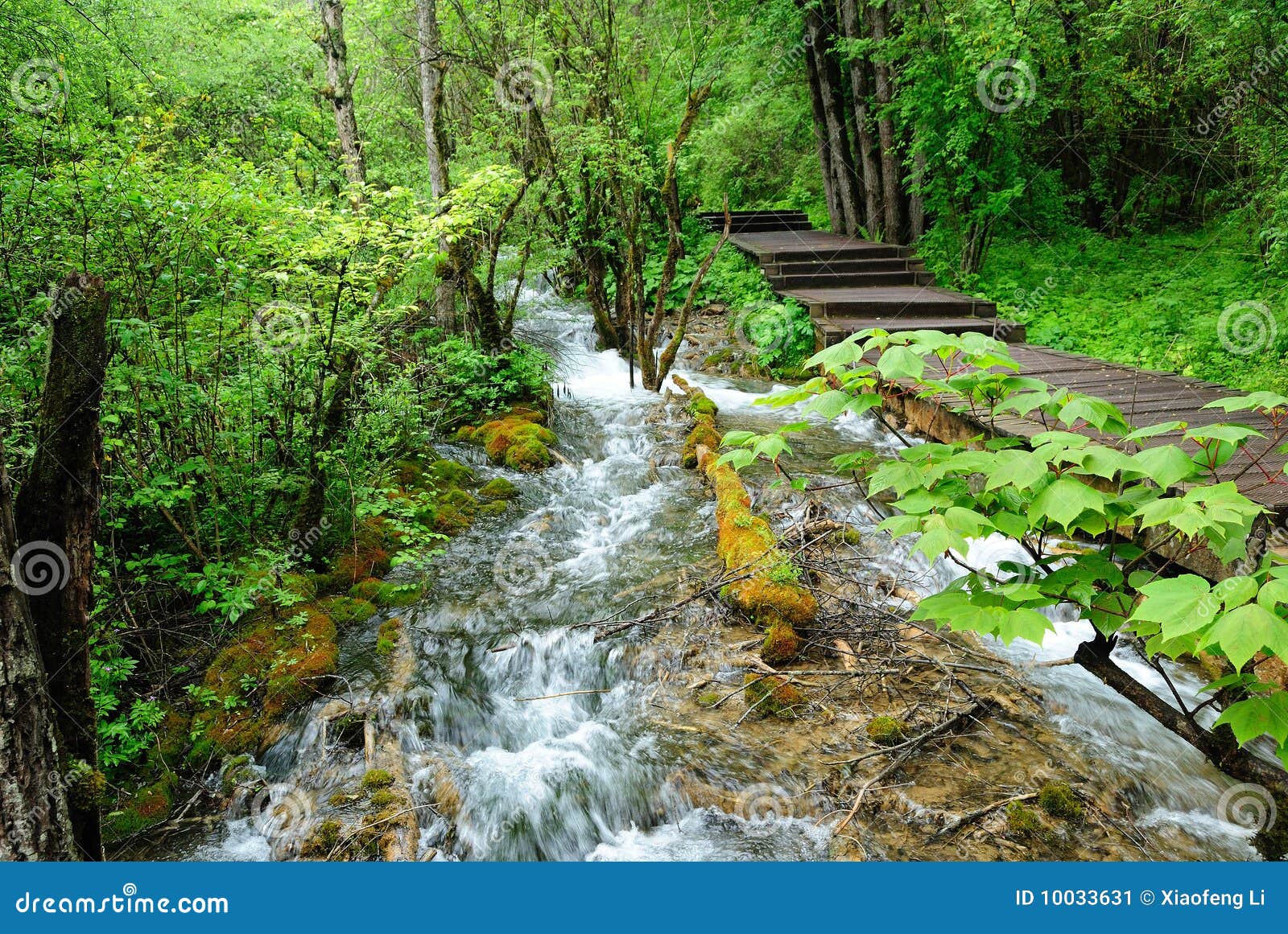 Een beek door Bos stock afbeelding. Image of achtergronden - 10033631