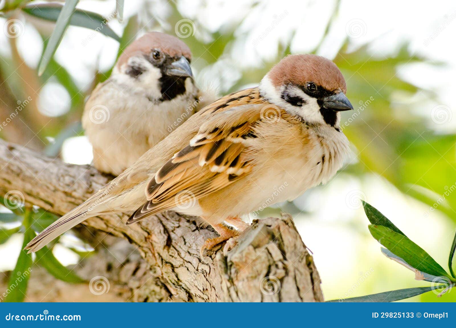 Mussen stock afbeelding. Image of ornithologie, vogel - 29825133