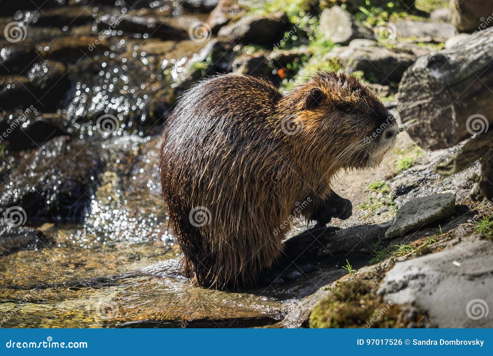 Een bever stock foto. Image of water, knaagdier, wild - 97017526