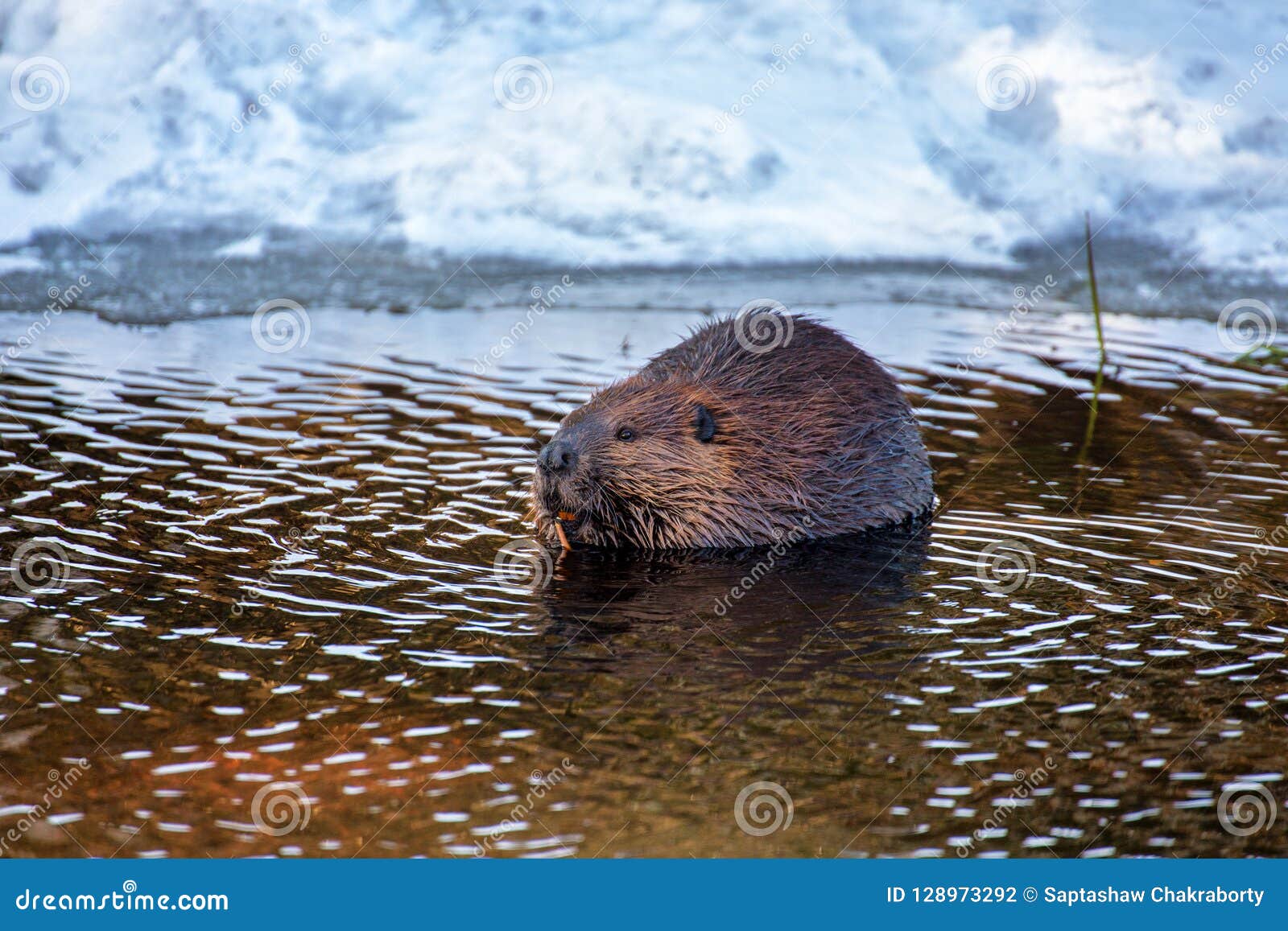 Een Bever Die Op Een Stok in Water Snacking Stock Foto - Image of ...
