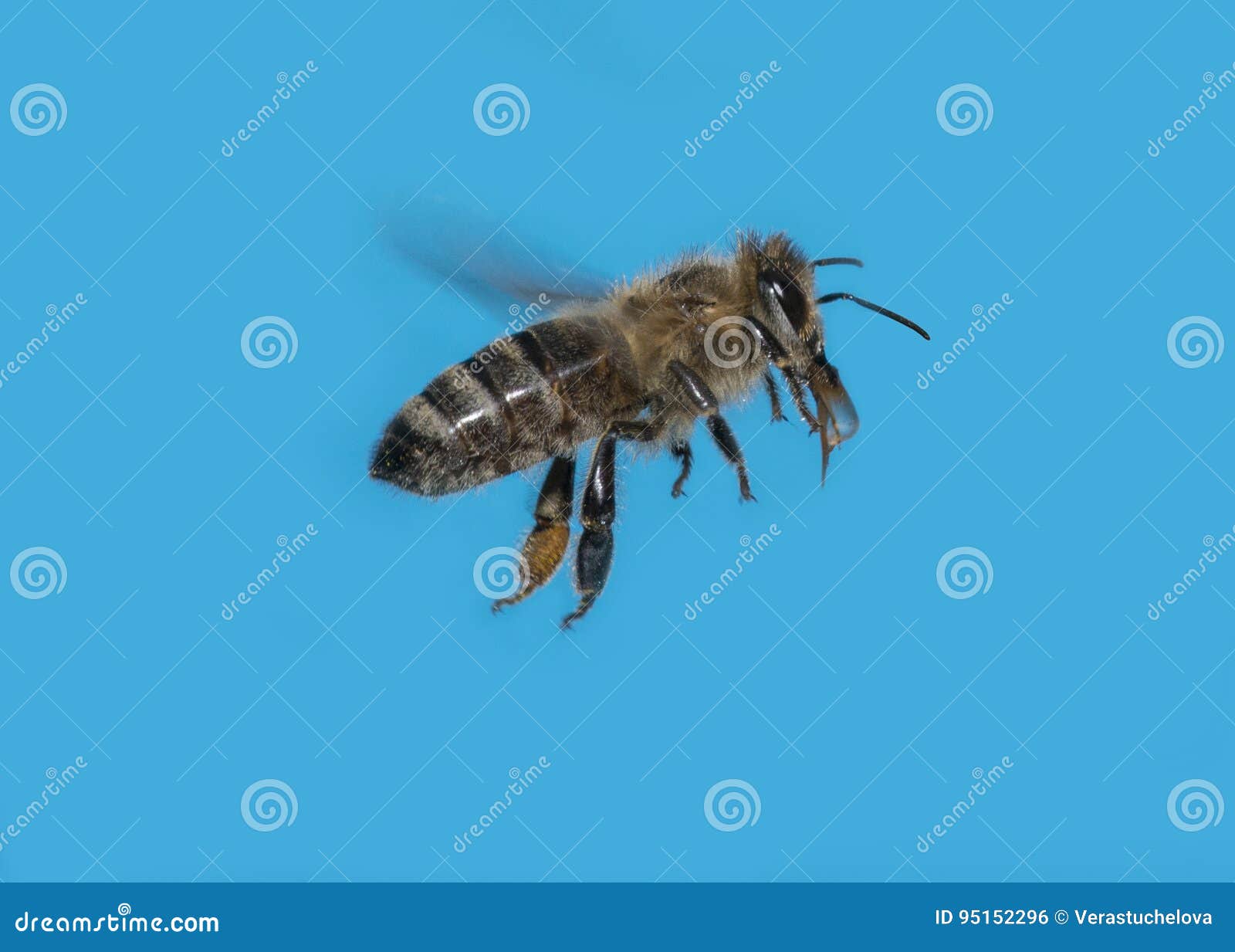 Een Bij & X28; Apis Mellifera& X29; Stock Foto - Image of dier ...