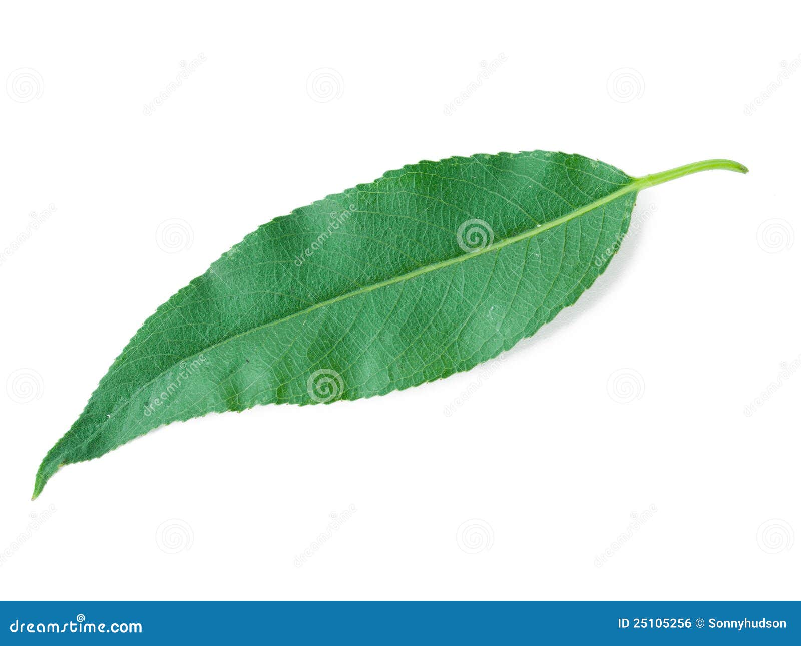 Een blad van een Wilg stock foto. Image of plantkunde - 25105256