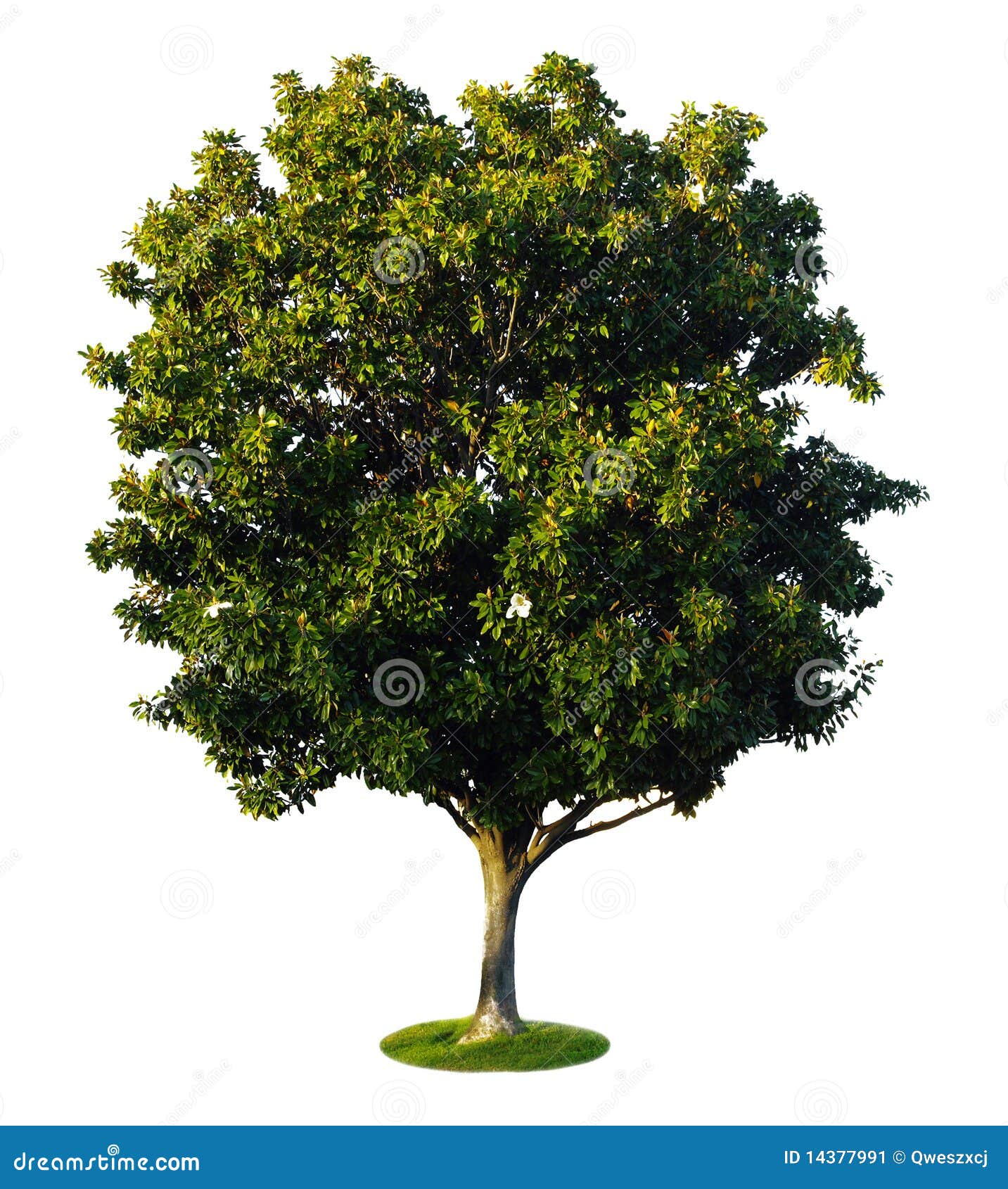 Een Boom Met Een Witte Achtergrond 2 Stock Afbeelding - Image of boom ...