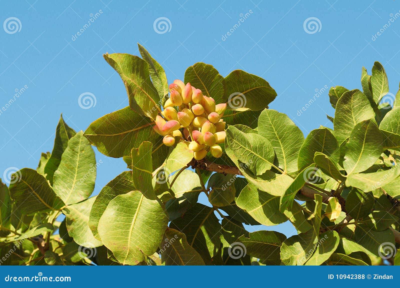 Een boom van de Pistache stock foto. Image of pistache - 10942388