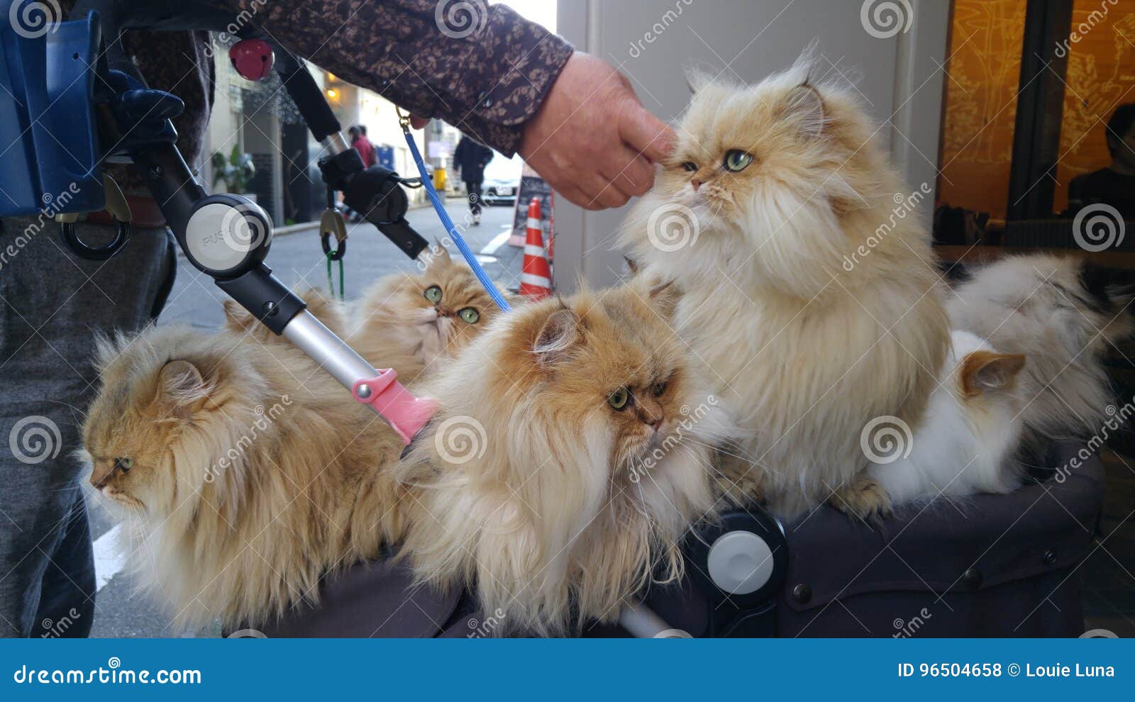 Een Bos Van Katten in Een Wieg Stock Foto - Image of koffie, mens: 96504658