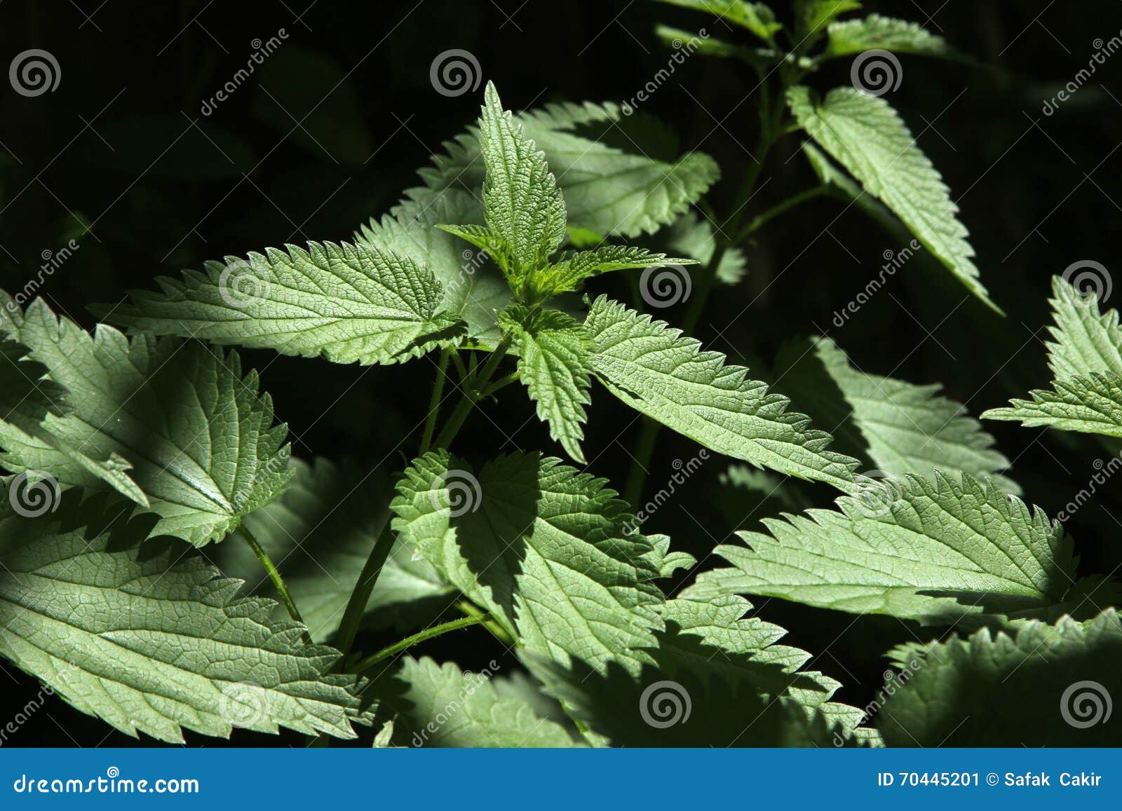 Een Bos Van Netel in Het Bos Stock Afbeelding - Image of kleur, kruiden ...