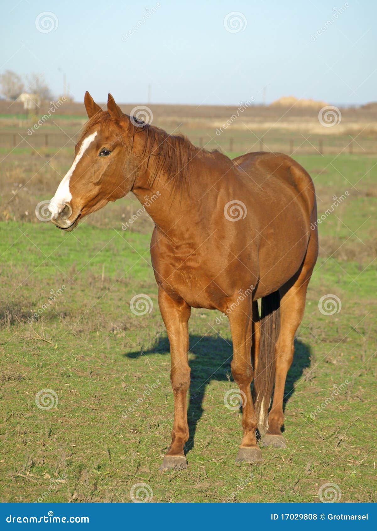 Een bruin paard. stock foto. Image of gebied, gras, openlucht - 17029808