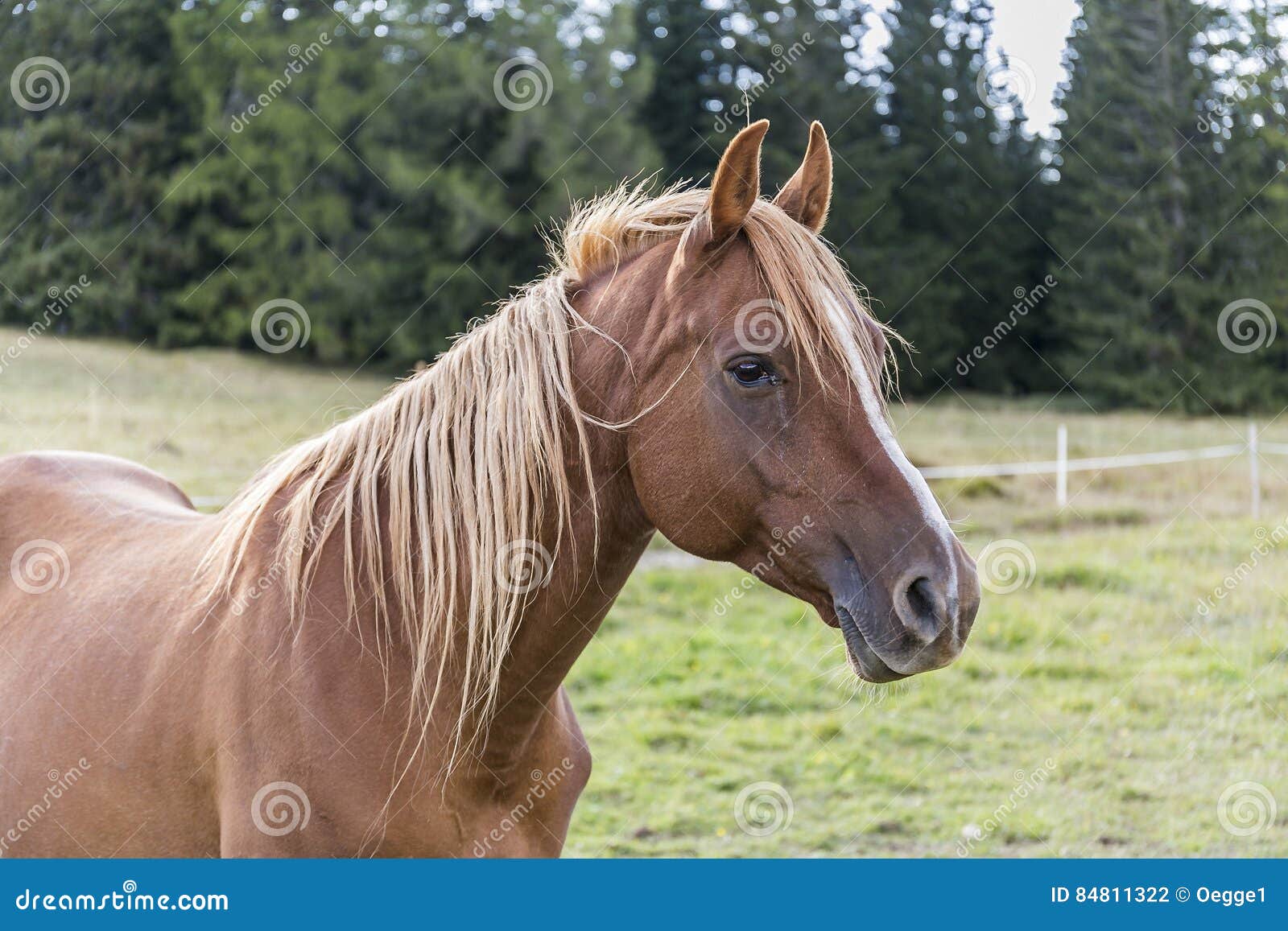 Een bruin paard stock foto. Image of mooi, hoofd, nave - 84811322