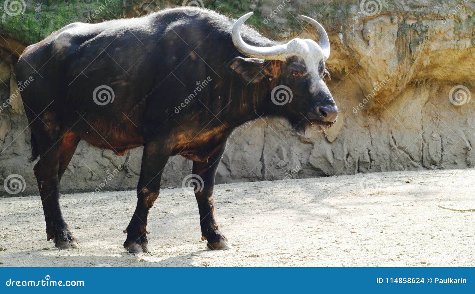 Een buffel stock foto. Image of buffels, dier, herbivoor - 114858624