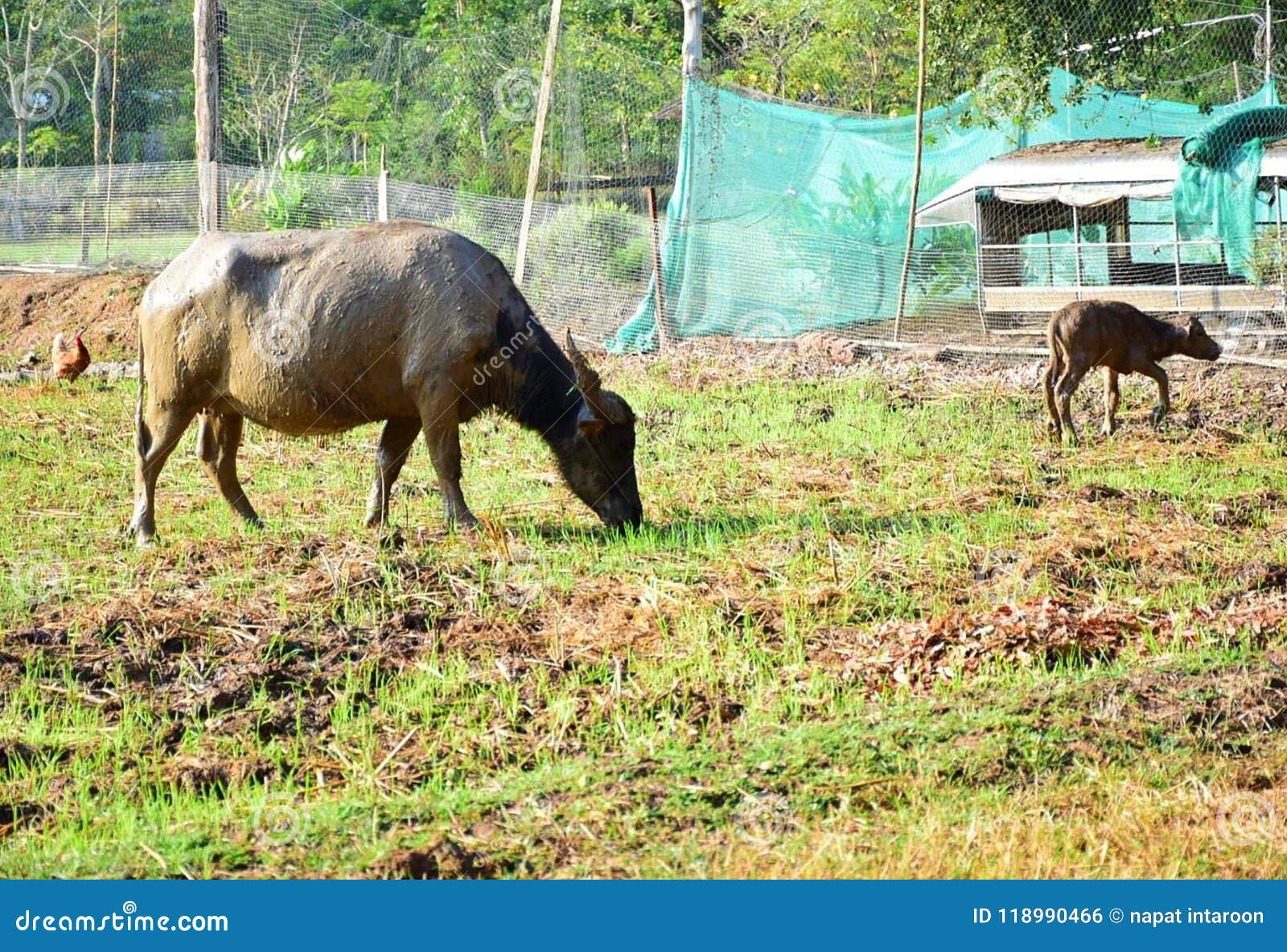 Een Buffel Eet Gras in Een Padieveld Stock Foto - Image of begrazing ...