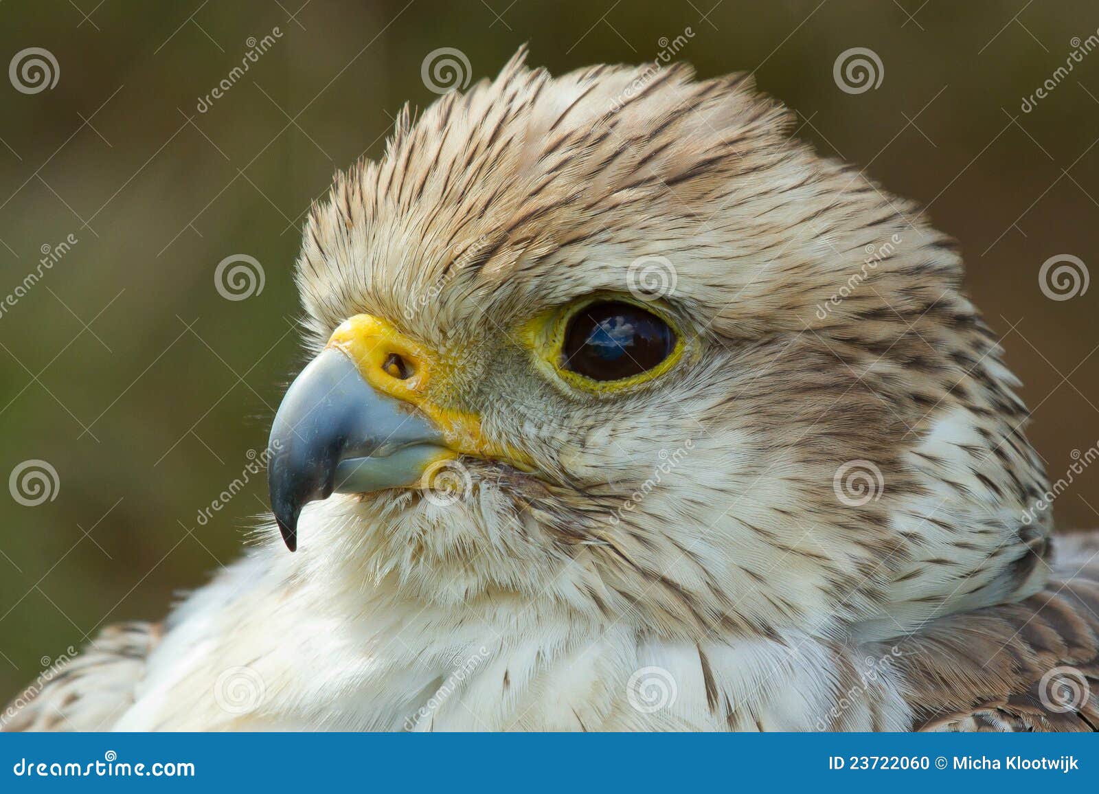 Een close-up van een valk stock foto. Image of adelaar - 23722060