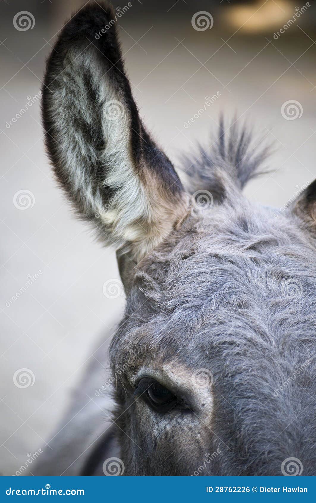 Een Deel Van Een Hoofd Van De Ezel Stock Foto - Image of hoofd, laag ...