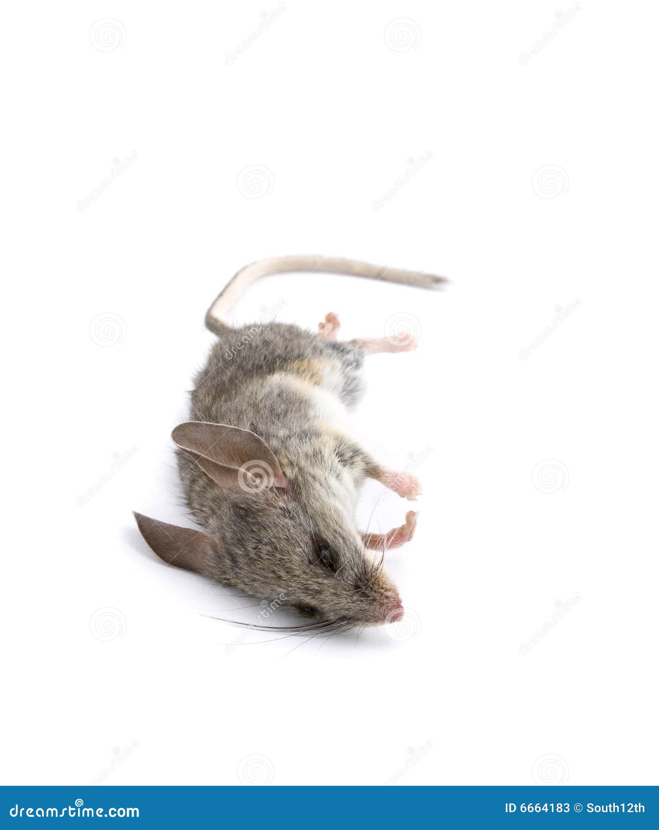 Een dode Muis stock afbeelding. Image of macro, bont, isolatie - 6664183