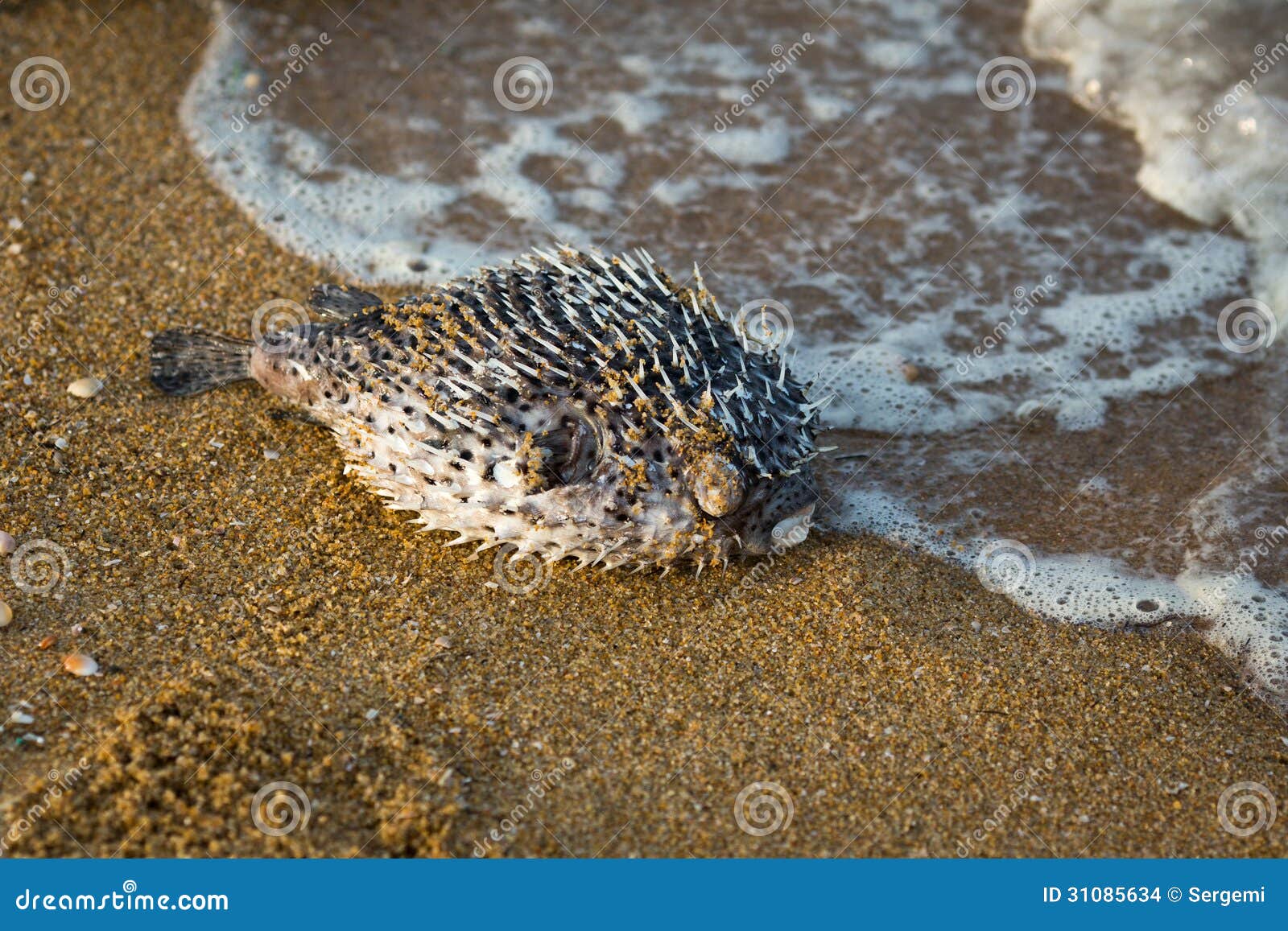 Een Dode Porcupinefish Op Het Strand Stock Foto - Image of ramp ...