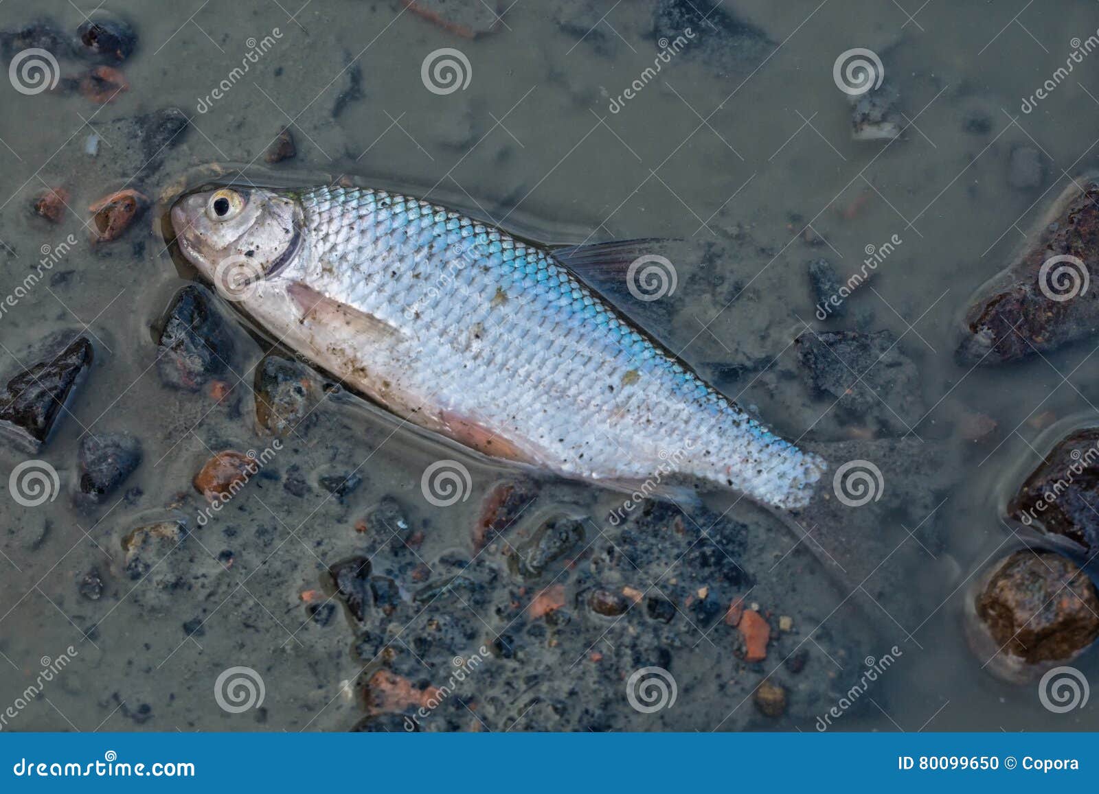 Een Dode Vis Bij De Bodem Van De Vijver Stock Foto - Image of afgevoerd ...