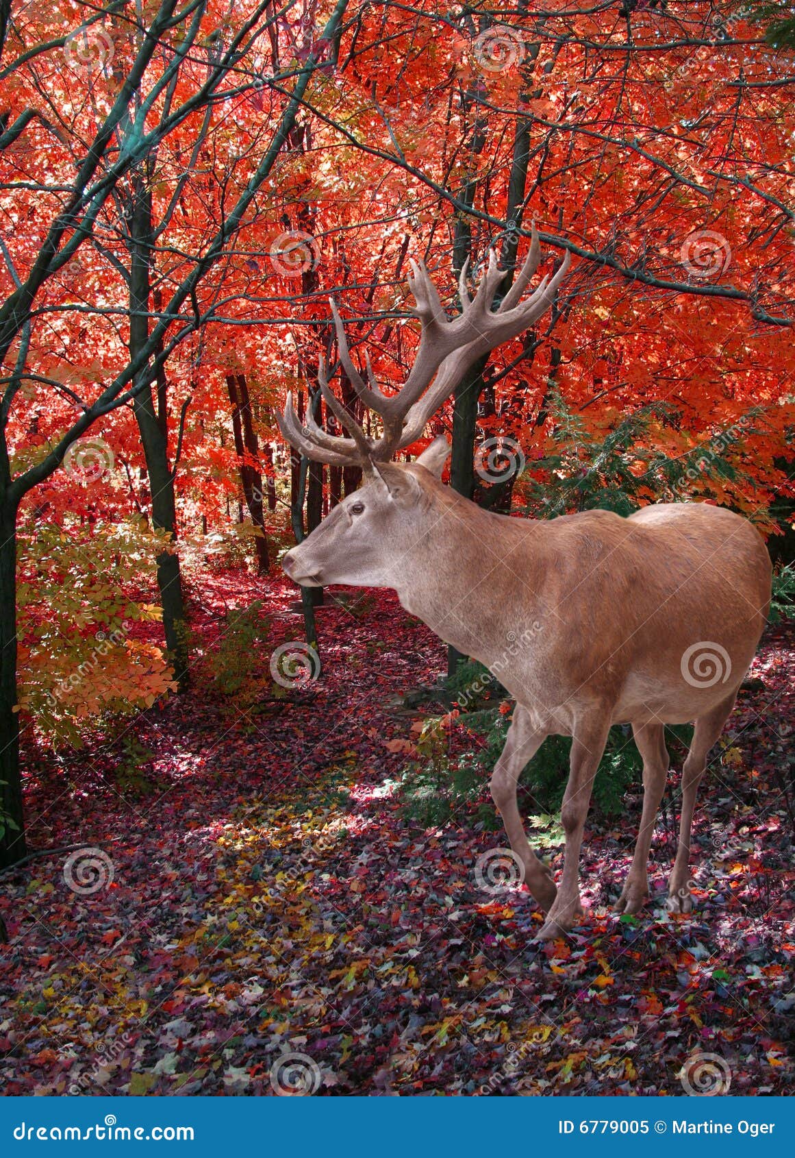 Een Donker Bos En Een Wild Hert. Stock Afbeelding - Image of september ...
