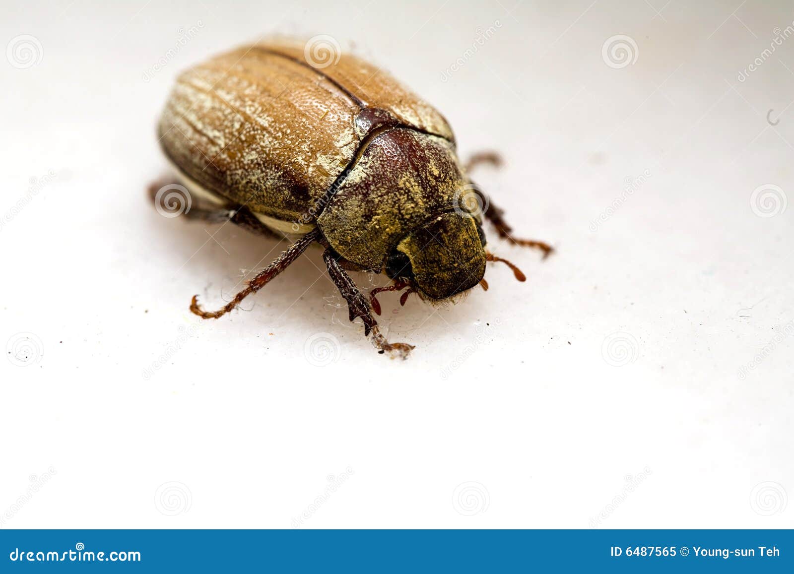 Een dood insect stock afbeelding. Image of vlieg, klein - 6487565