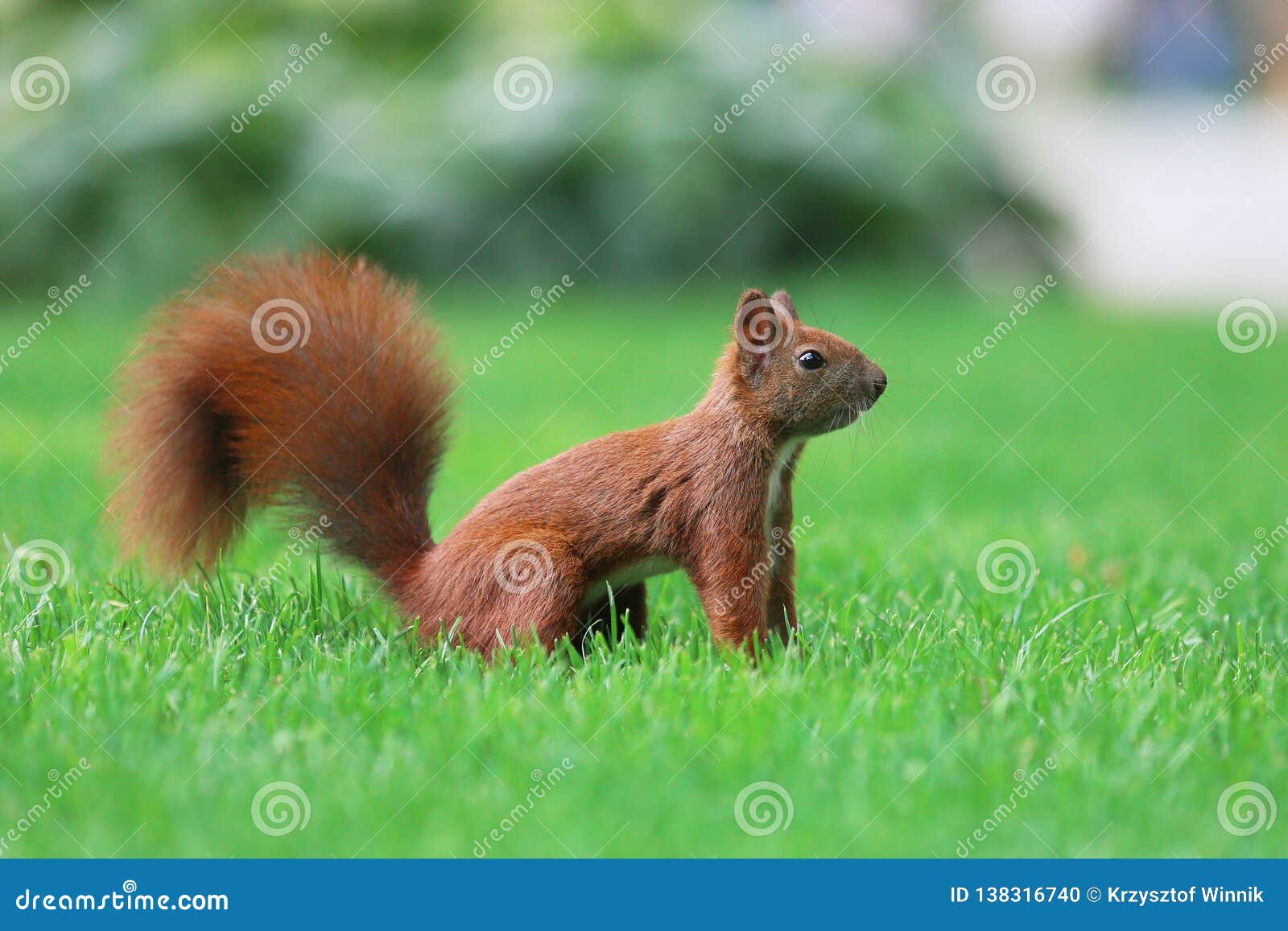 Een Eekhoorn, Een Leuk Dier Van Het Park Stock Foto - Image of zoogdier ...