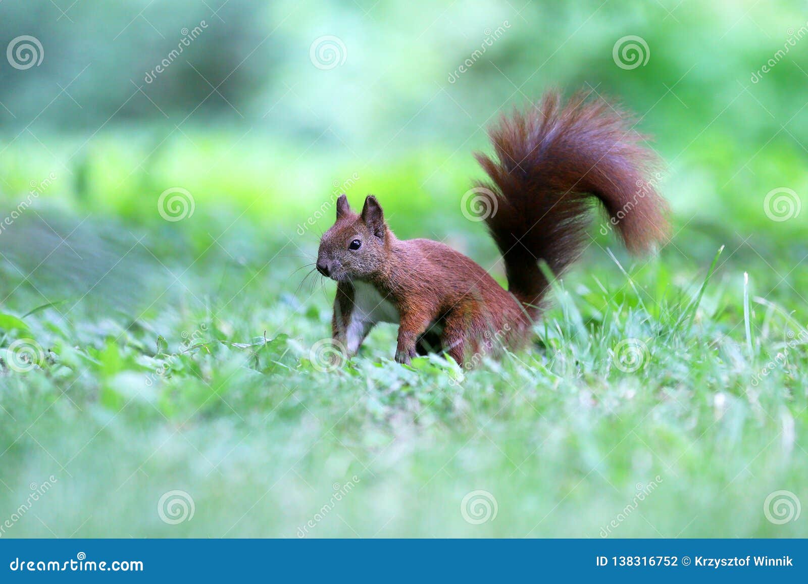 Een Eekhoorn, Een Leuk Dier Van Het Park Stock Foto - Image of sprong ...