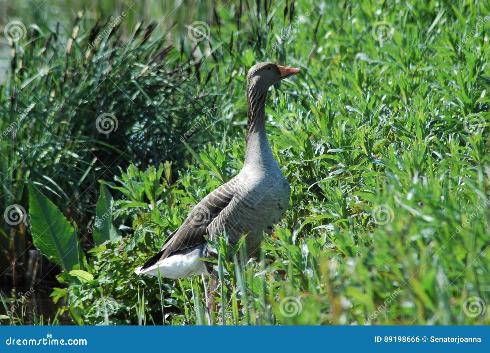 Een Eend Die Rond Eruit Zien Stock Foto - Image of vlotter, eenden ...