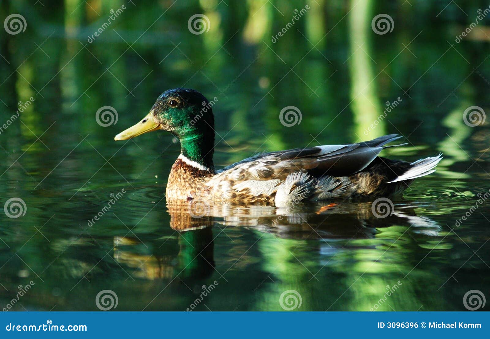 Een eend in green stock foto. Image of kijk, eend, vogel - 3096396