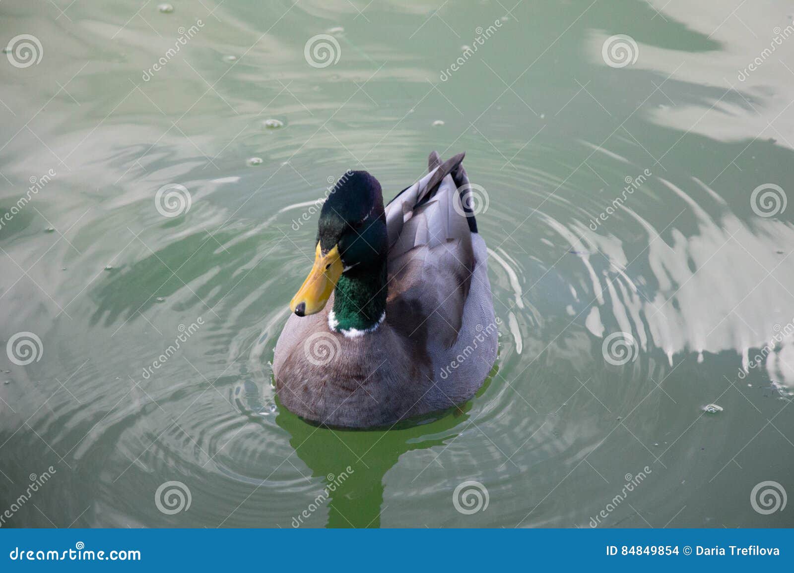 Een Eend Op Een Groene Watervijver Stock Foto - Image of mallard, water ...