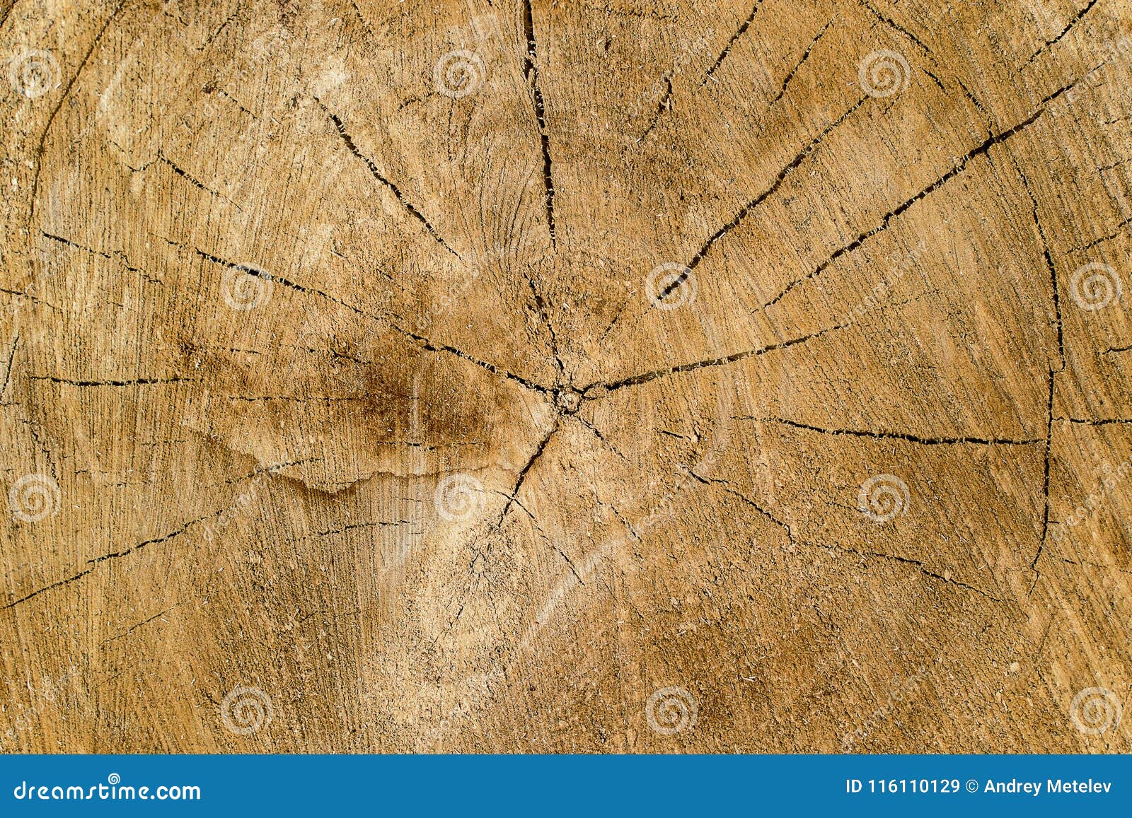 Een Einddeel Van De Boom Met Jaarringen En Barsten in Einddeel, De ...