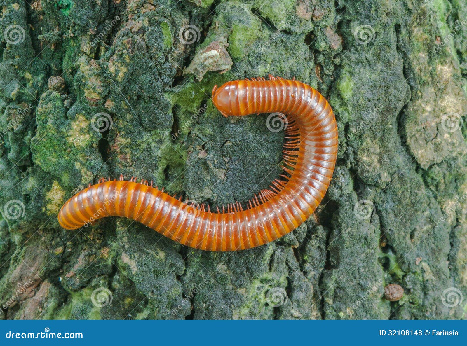 Een Enge Duizendpoot Op Het Hout Stock Foto - Image of tuin, schild ...