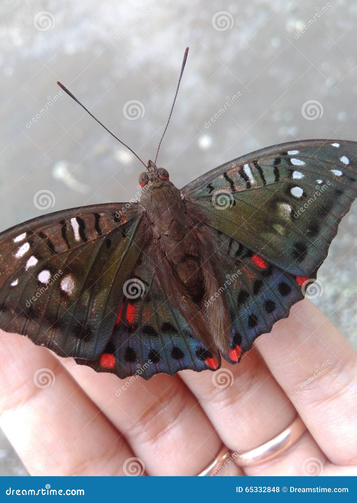 Een enkel kleine vlinder stock foto. Image of vlinder - 65332848