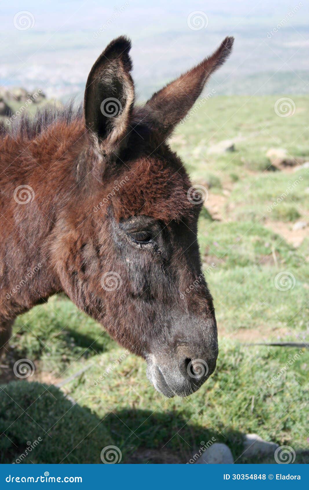 Een ezel stock foto. Image of vervoer, draag, zoogdier - 30354848