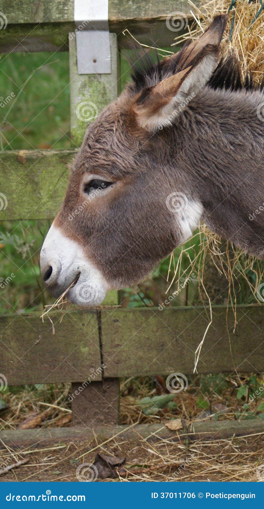 Een Ezel stock foto. Image of euro, nave, leuk, binnenlands - 37011706