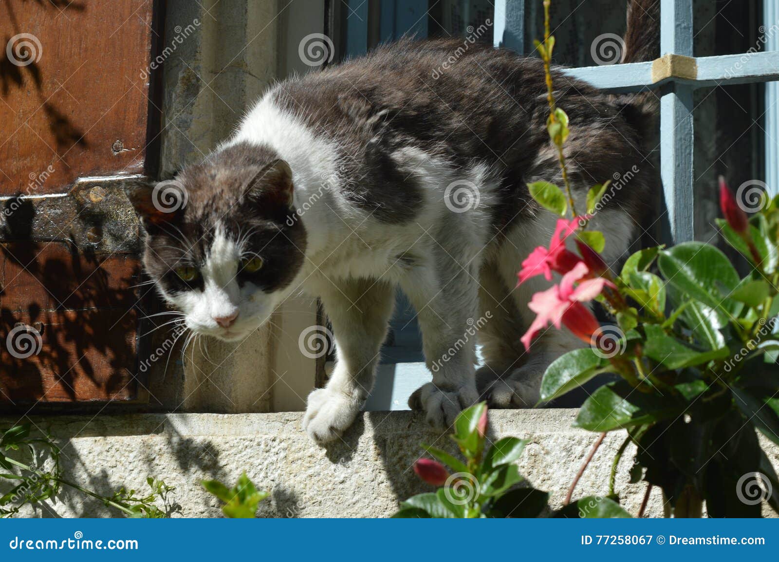Een Franse kat stock afbeelding. Image of straat, sprong - 77258067