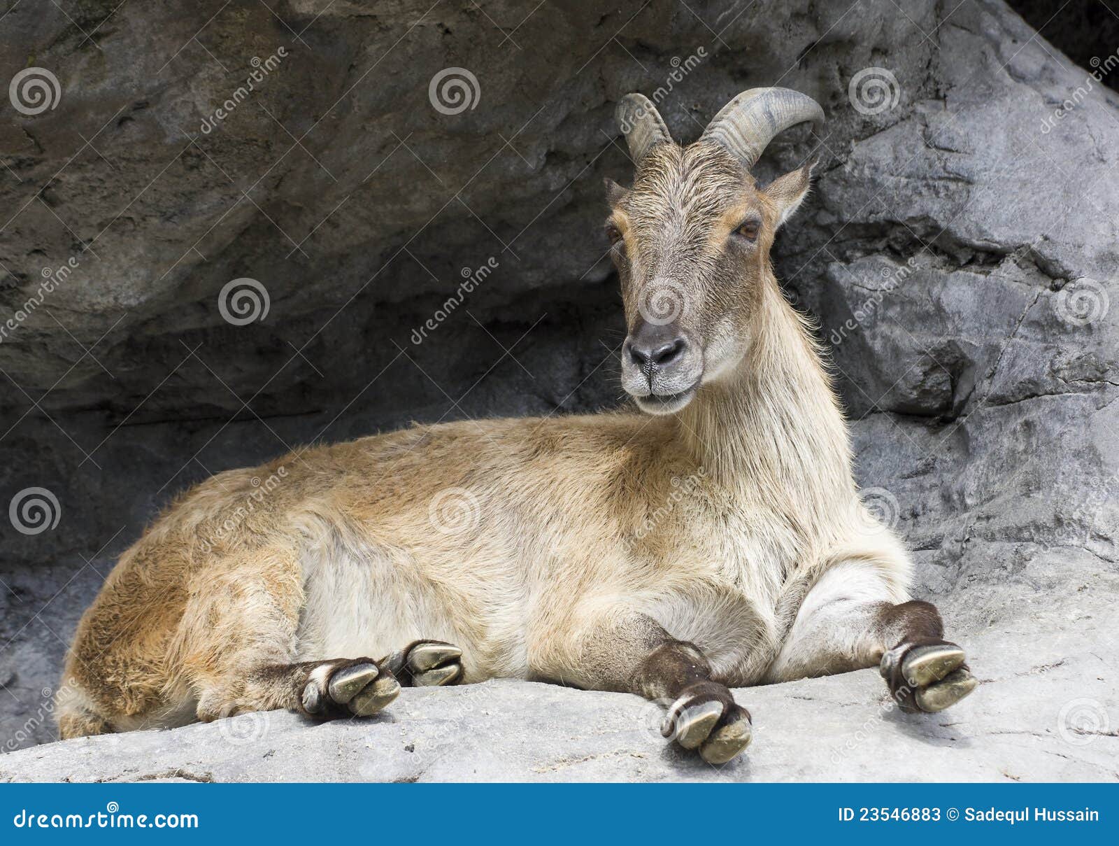 Een gehoornde berggeit stock afbeelding. Image of comfortabel - 23546883