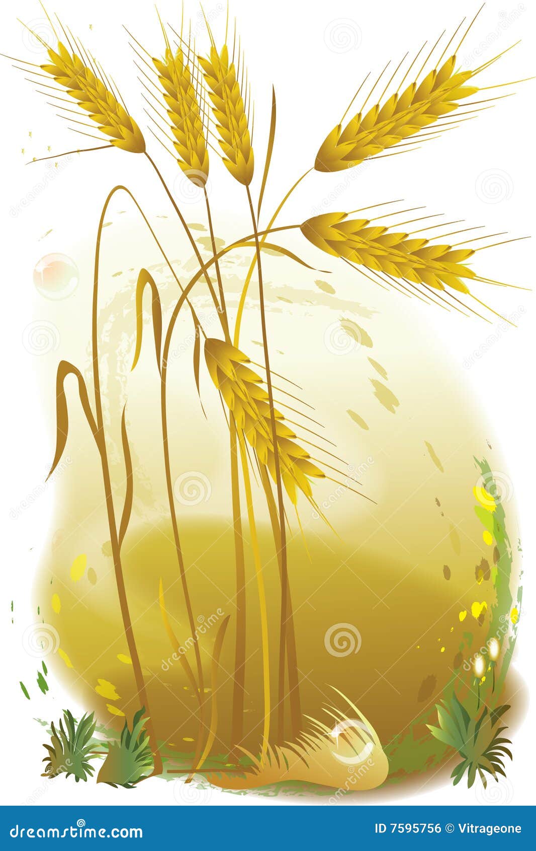 Een gerijpte tarwe vector illustratie. Illustration of zomer - 7595756