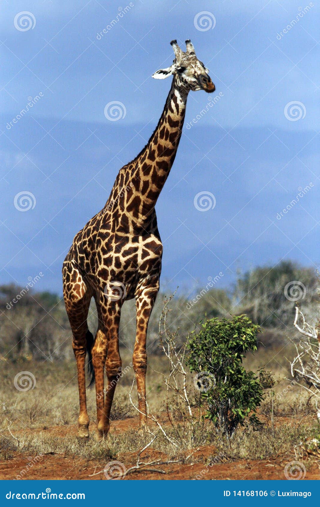 Een Giraf Die Door De Struik Loopt Stock Foto - Image of walking ...