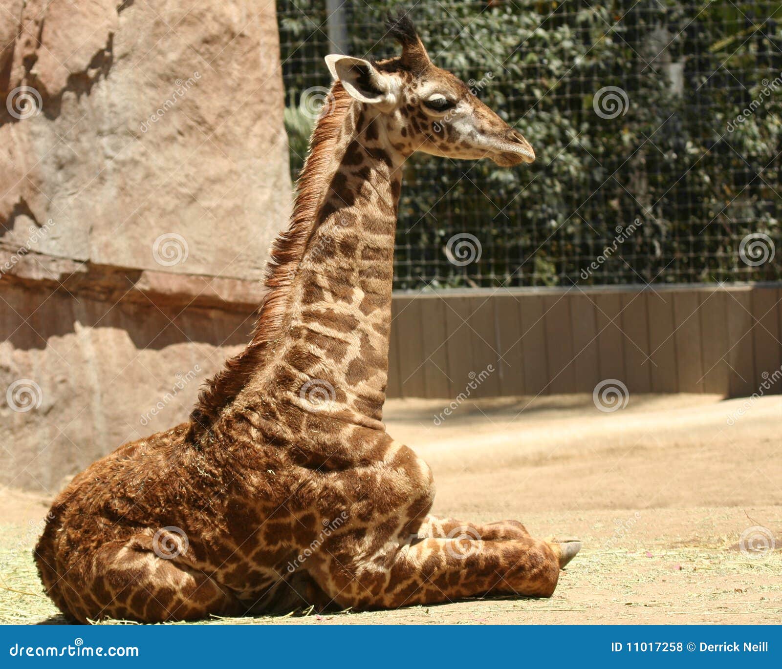 Een Giraf Van De Baby in Een Dierentuin Stock Foto - Image of openlucht ...