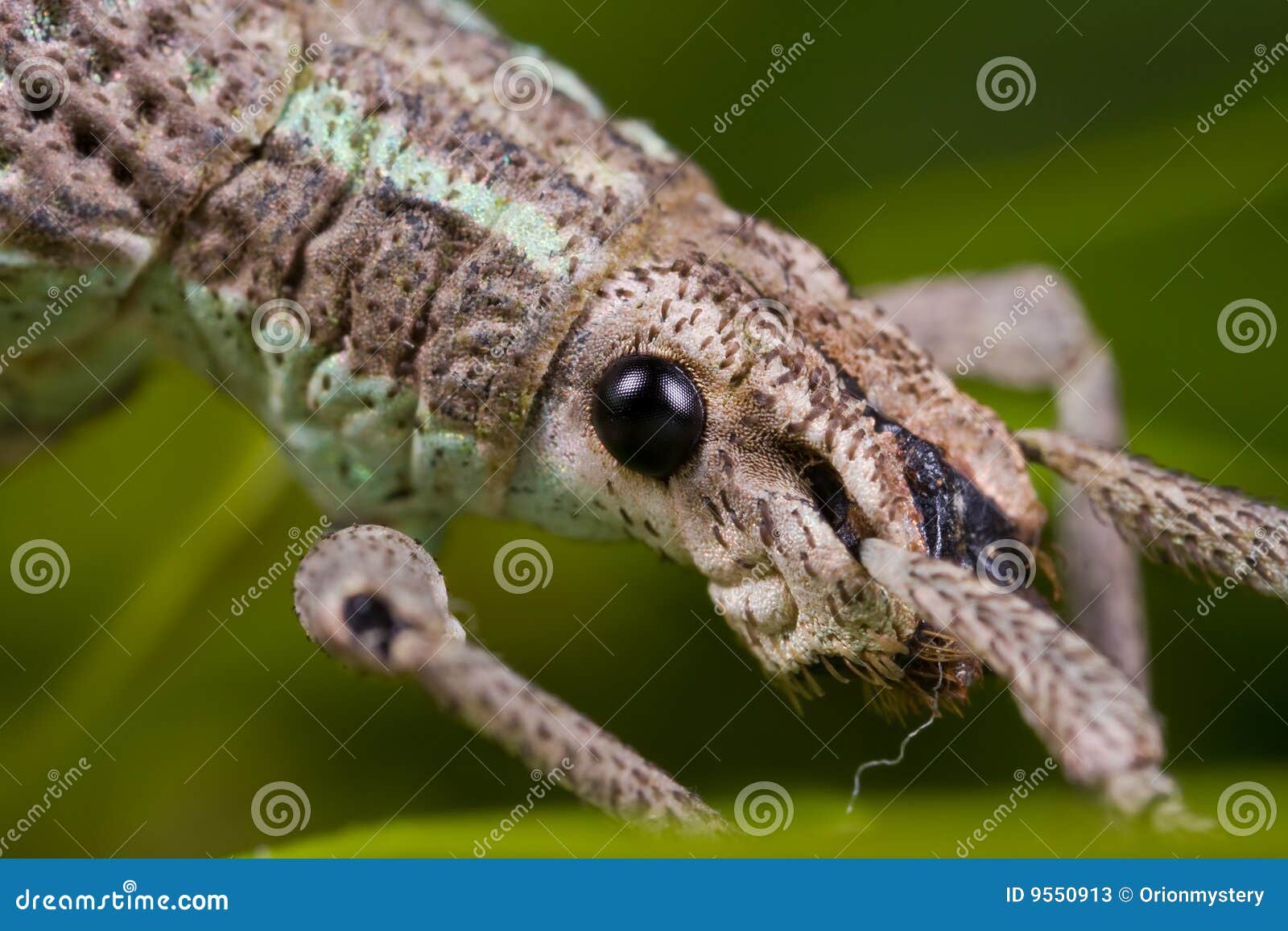 Een graanklandermacro stock afbeelding. Image of blad - 9550913