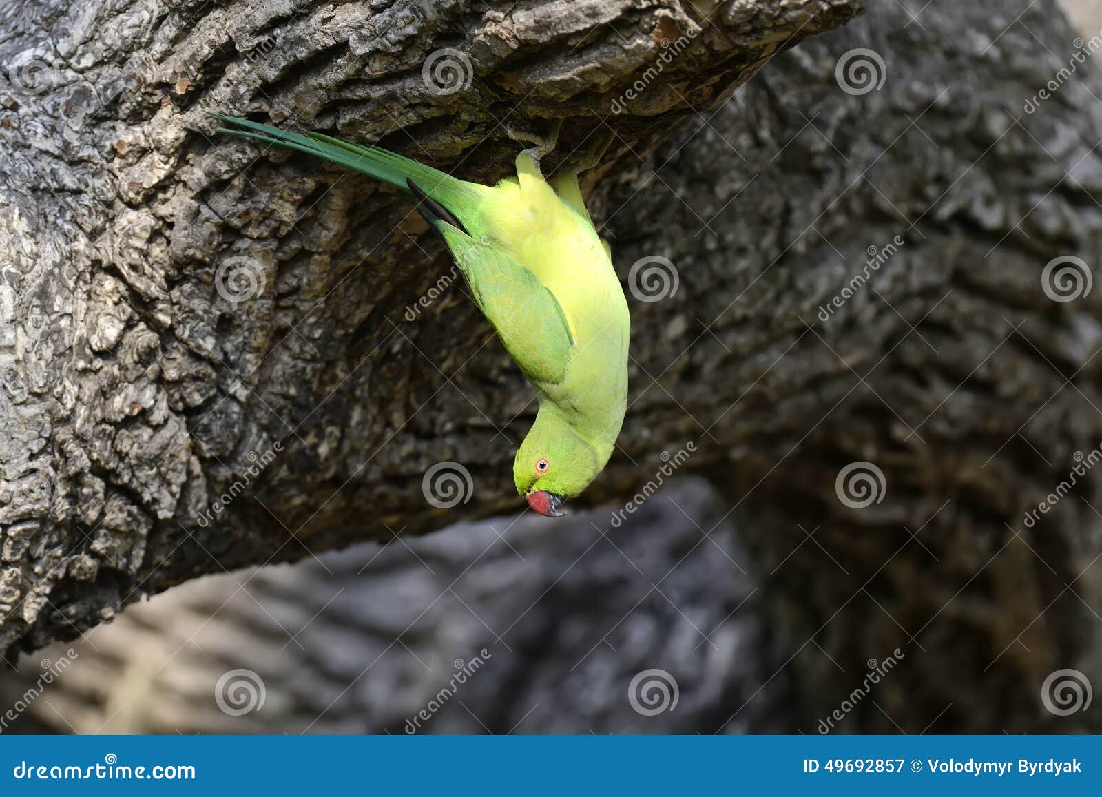 Een groene parkiet stock afbeelding. Image of kleurrijk - 49692857