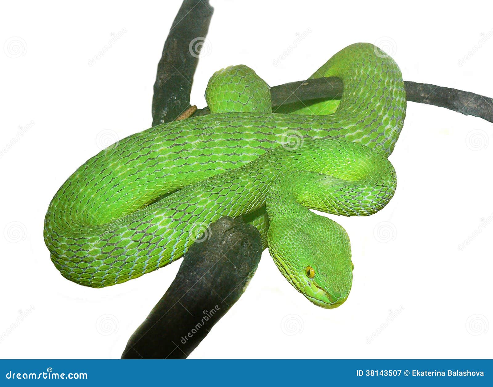 Een Groene Slang Op Een Tak Stock Afbeelding - Image of boom, wild ...