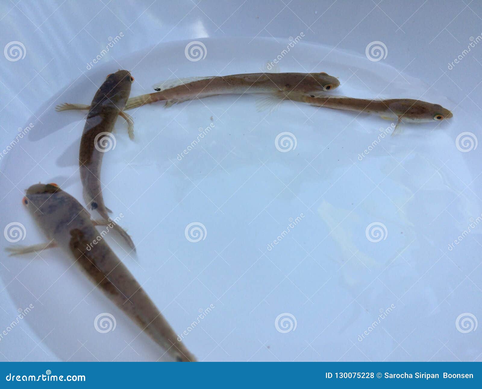 Een groep kleine vissen stock foto. Image of groep, weinig - 130075228
